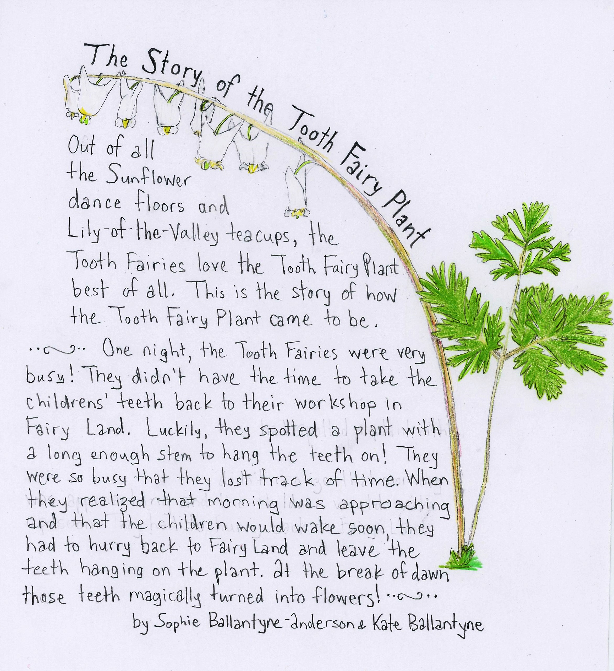 The Tooth Fairy Plant - Blackburnian