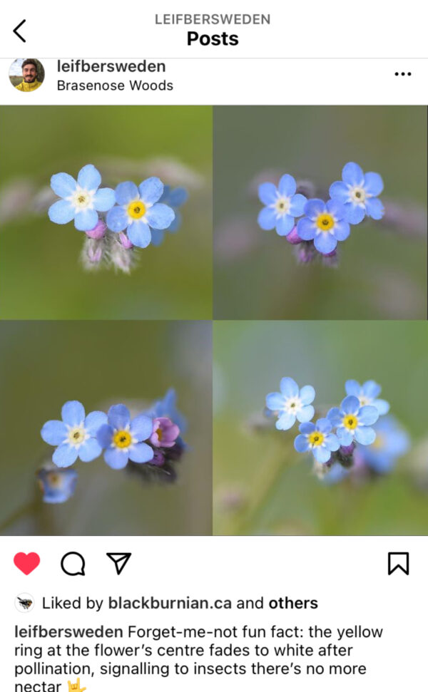 Forget-me-nots - Blackburnian